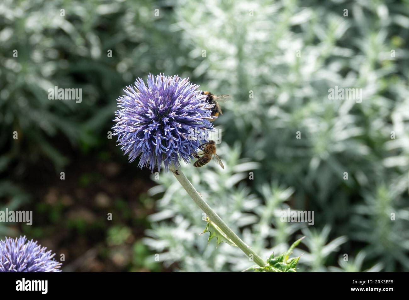 bumble bee collecting pollen from pretty blue globe thistle Stock Photo ...