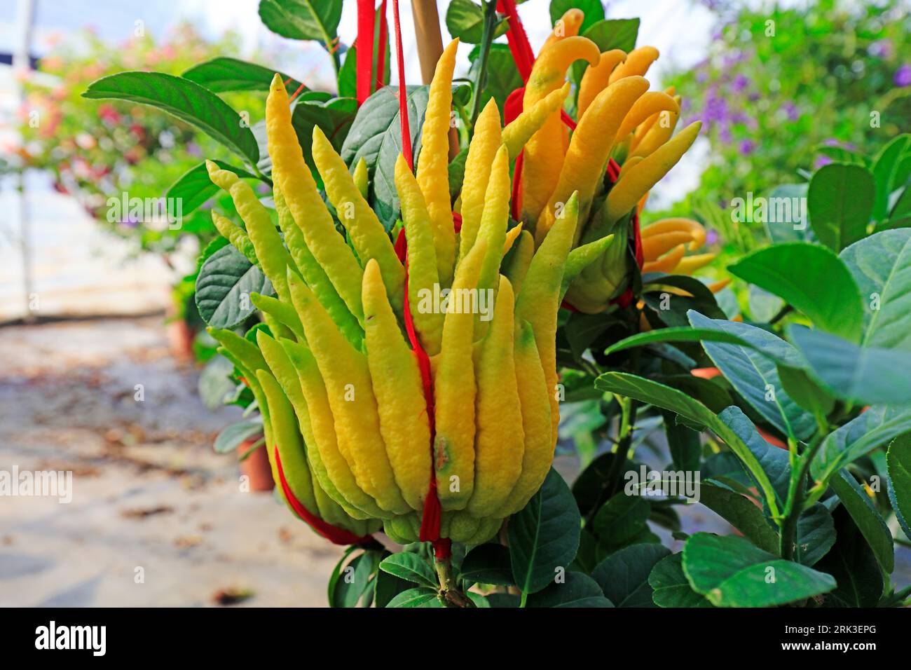 Citron shape hi-res stock photography and images - Alamy