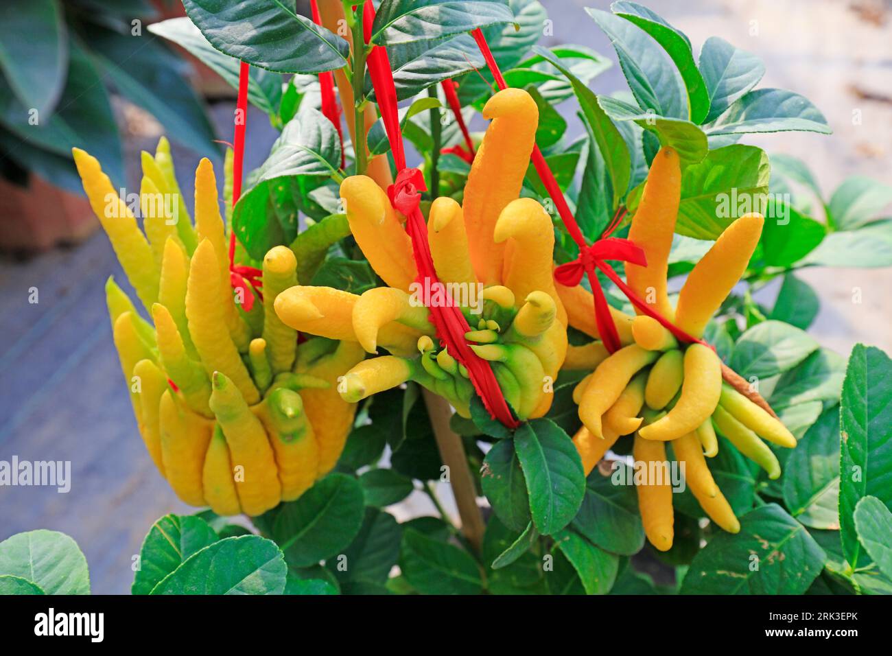 Ornamental flower fingered citron Stock Photo - Alamy
