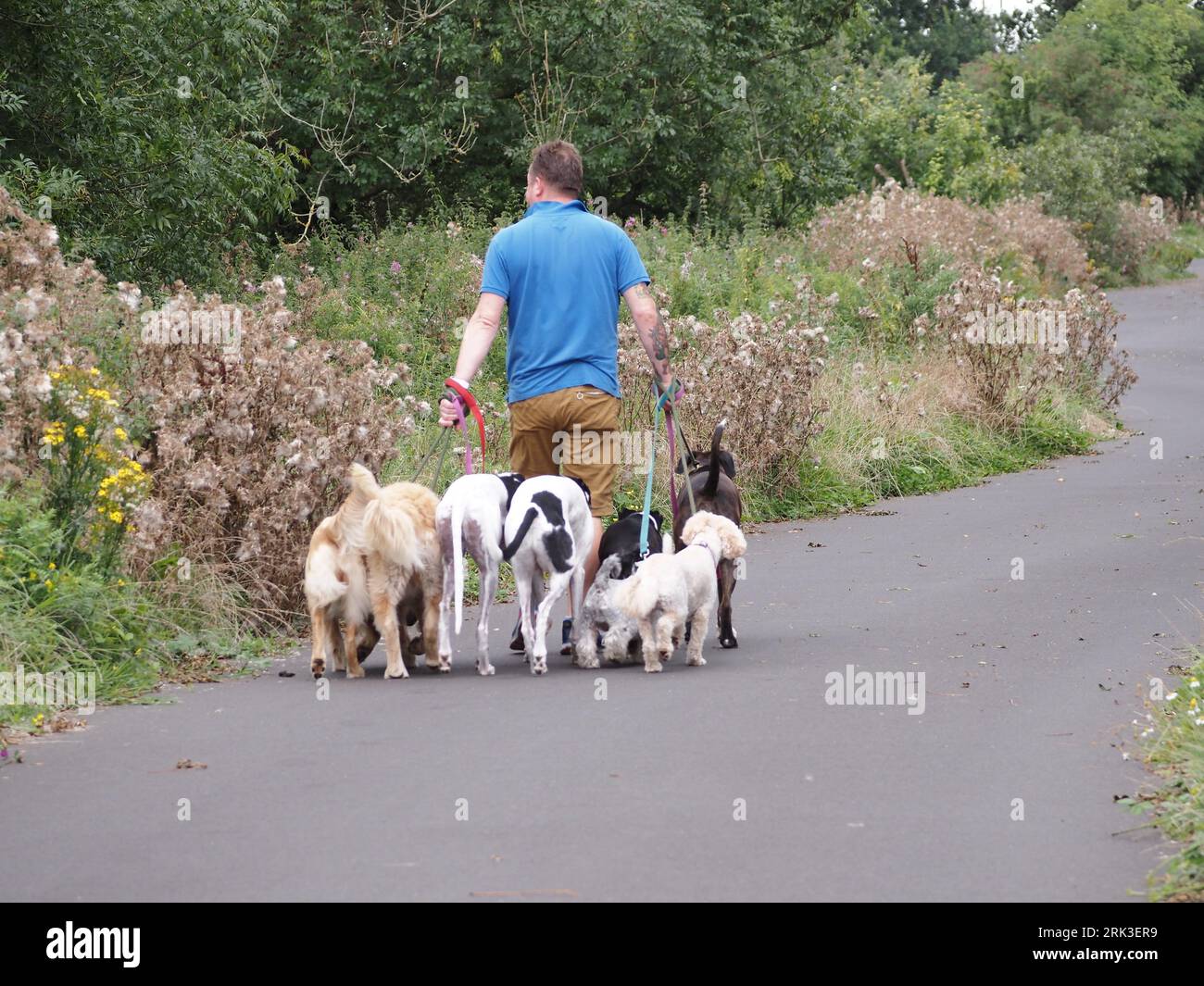 Man dogs on leash hi-res stock photography and images - Alamy
