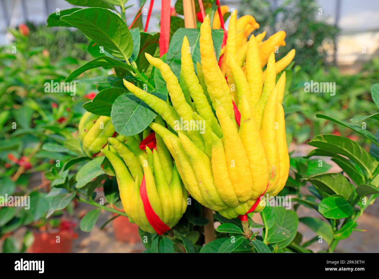 Ornamental flower fingered citron Stock Photo - Alamy
