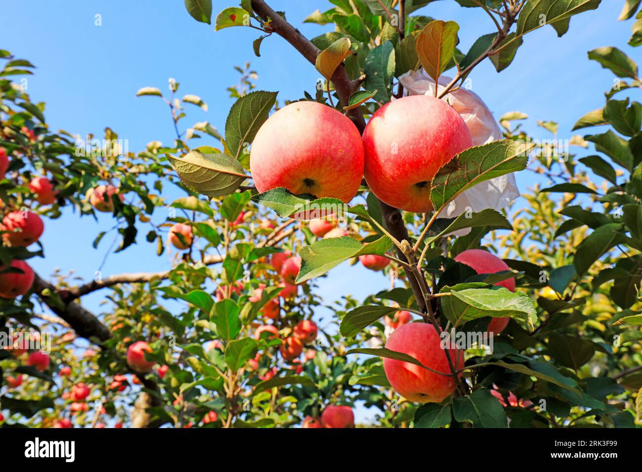 Fuji apple in the orchard Stock Photo - Alamy