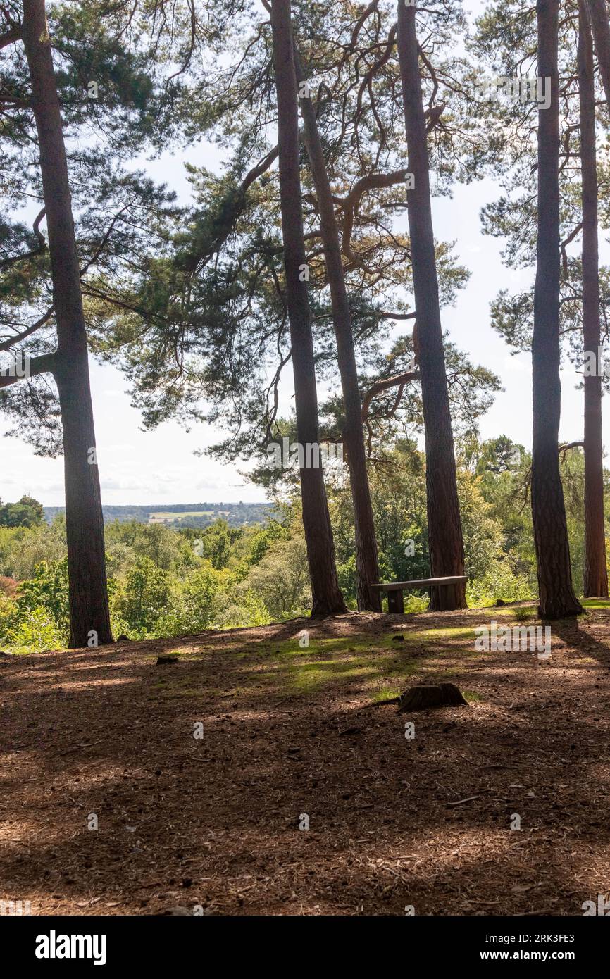 A bench along a hiking trail in a woodland on a summer's day Stock ...