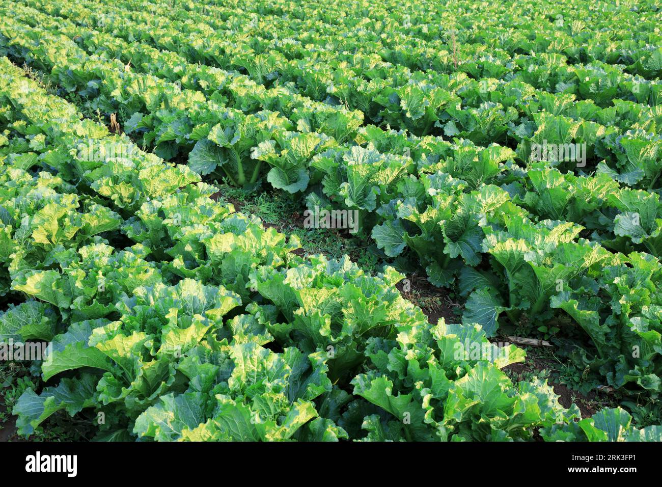 Chinese cabbage is in the fields Stock Photo - Alamy