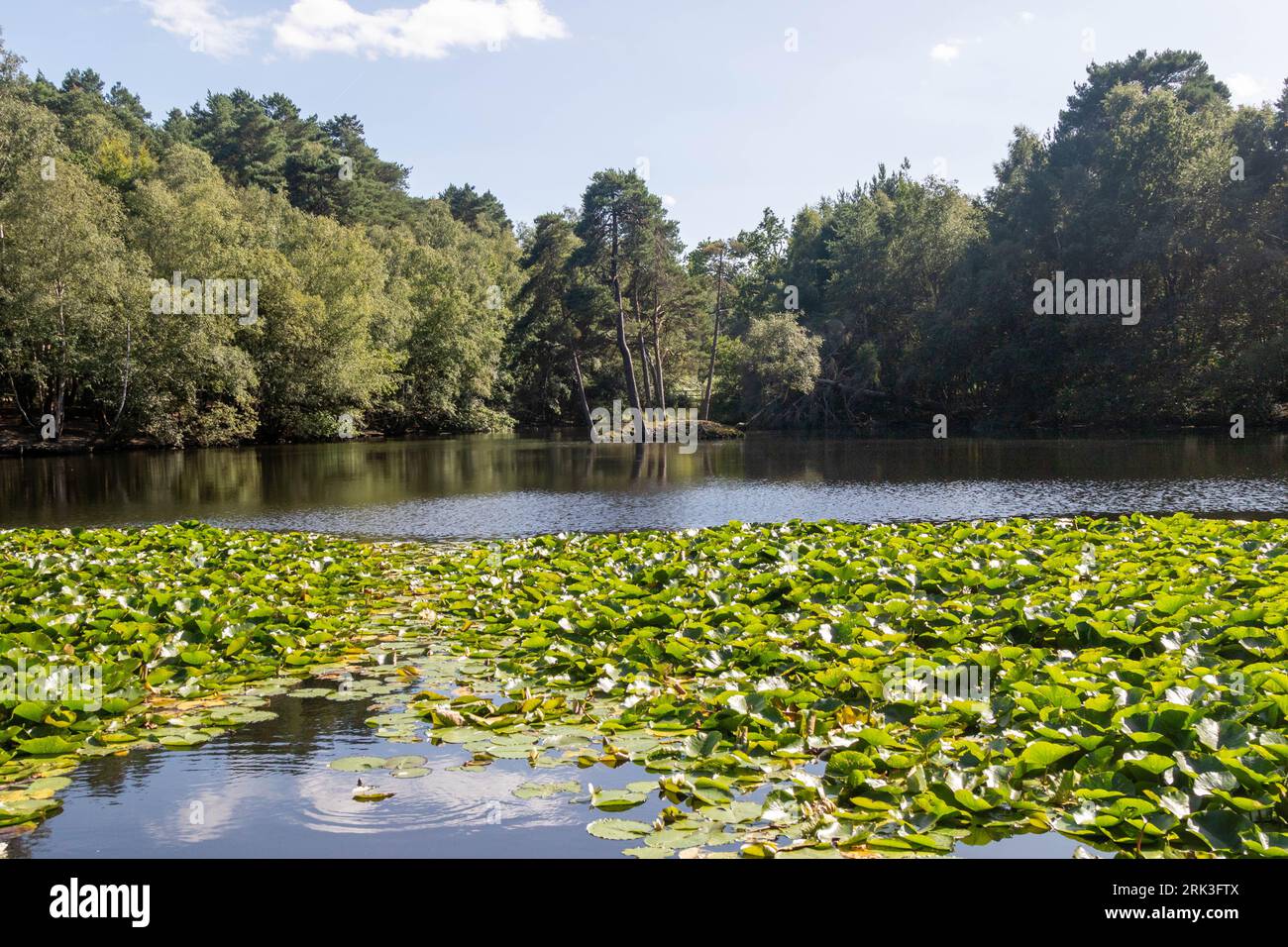 Pond in the middle of a wood on a summer's day Stock Photo - Alamy