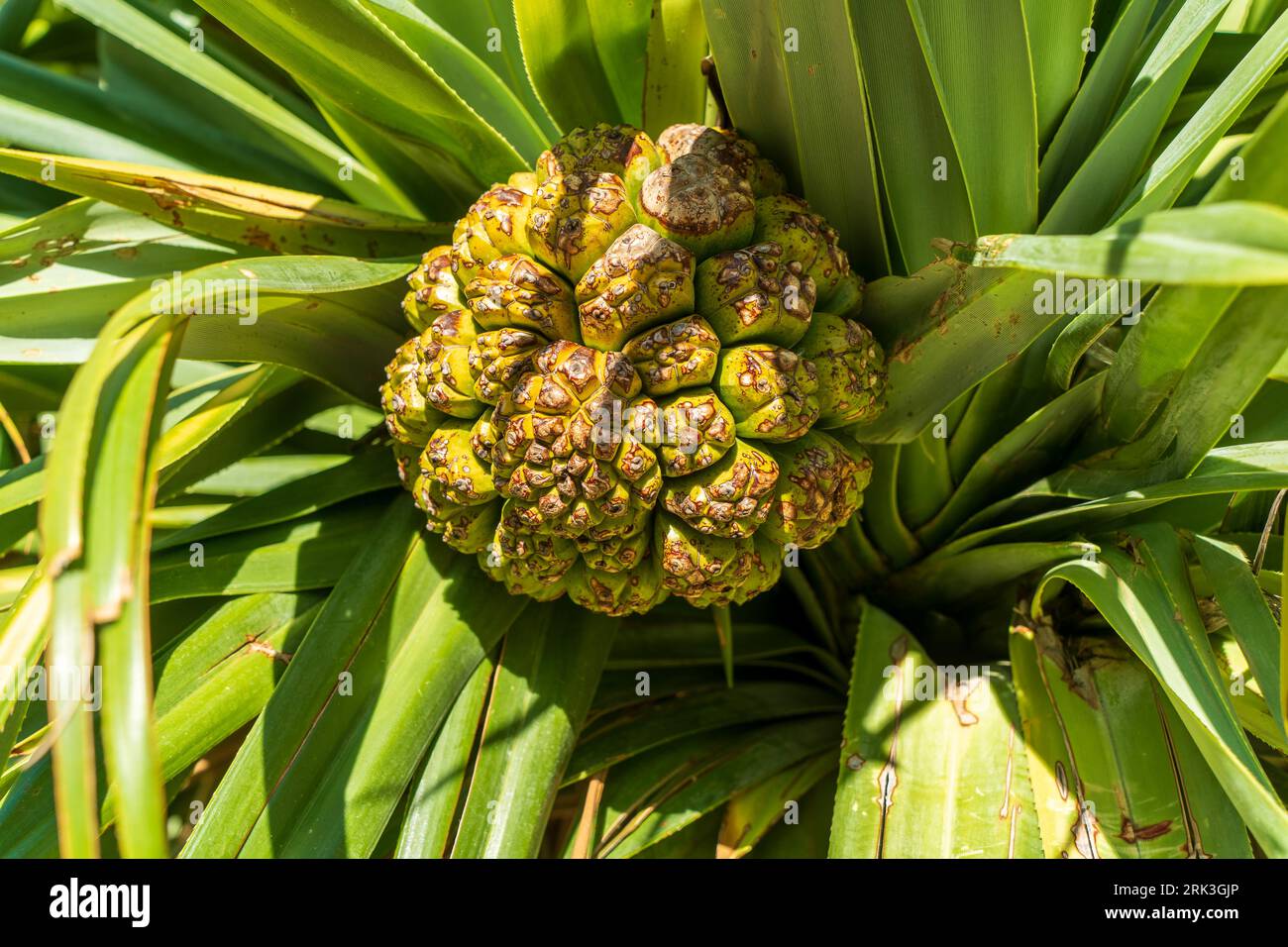 Fruit of the pandanus palm. Kings Park and Botanic Garden, Perth ...