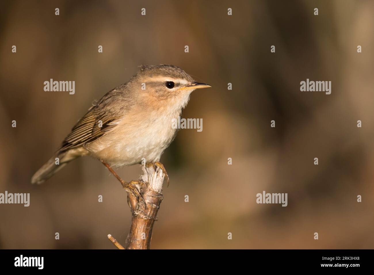 Adult Dusky Warbler (Phylloscopus fuscatus fuscatus), Russia (Baikal ...