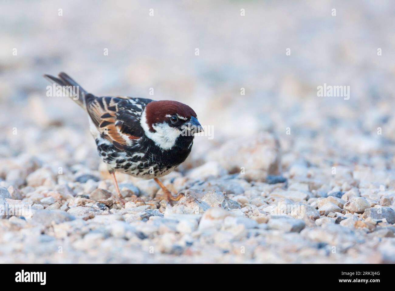 Spanish Sparrow - Weidensperling - Passer hispaniolensis ssp ...