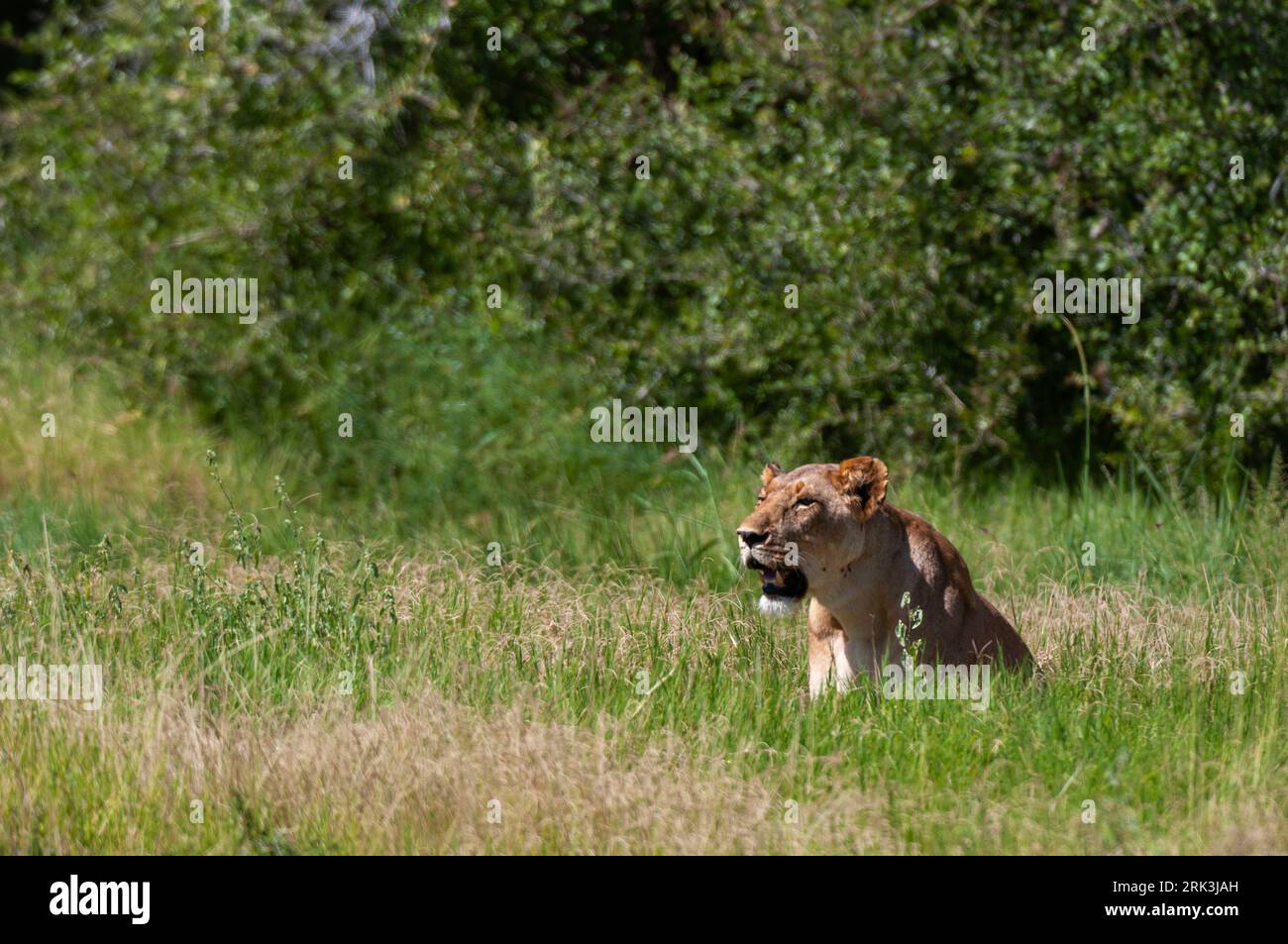 A lioness, Panthera leo, hiding in tall grass. Samburu Game Reserve ...