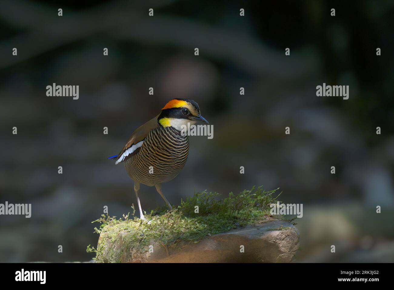 Malayan Banded Pitta (Hydrornis irena), front view of adult female in ...