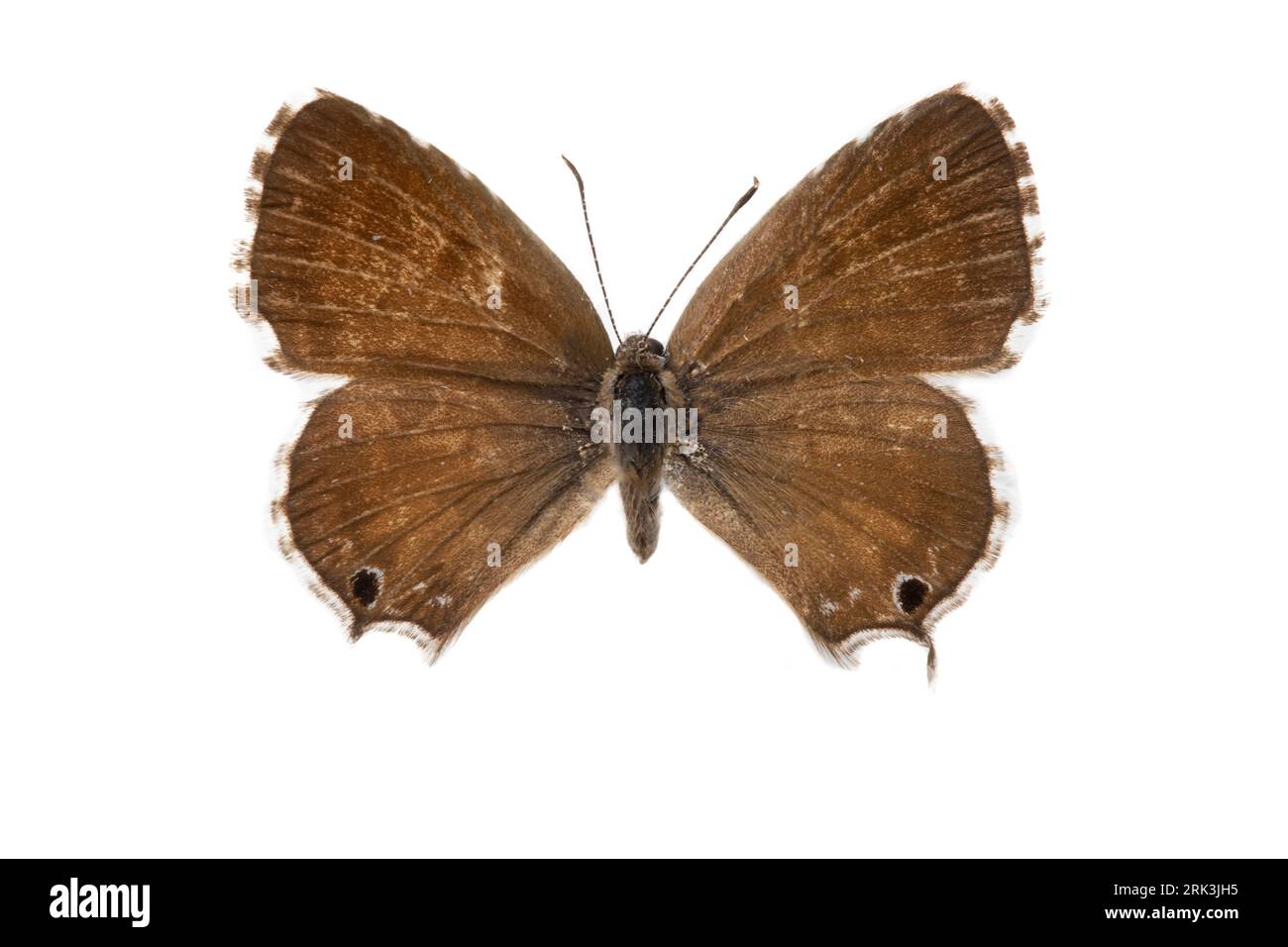 Geranium Bronze, Cacyreus marshalli Stock Photo - Alamy