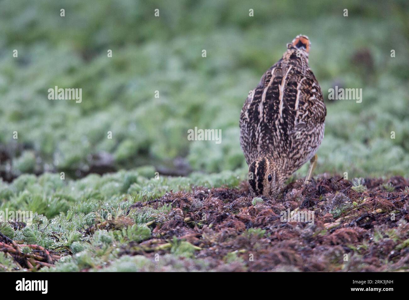 Noble Snipe (Gallinago nobilis) at Sumapaz National Park, Colombia ...