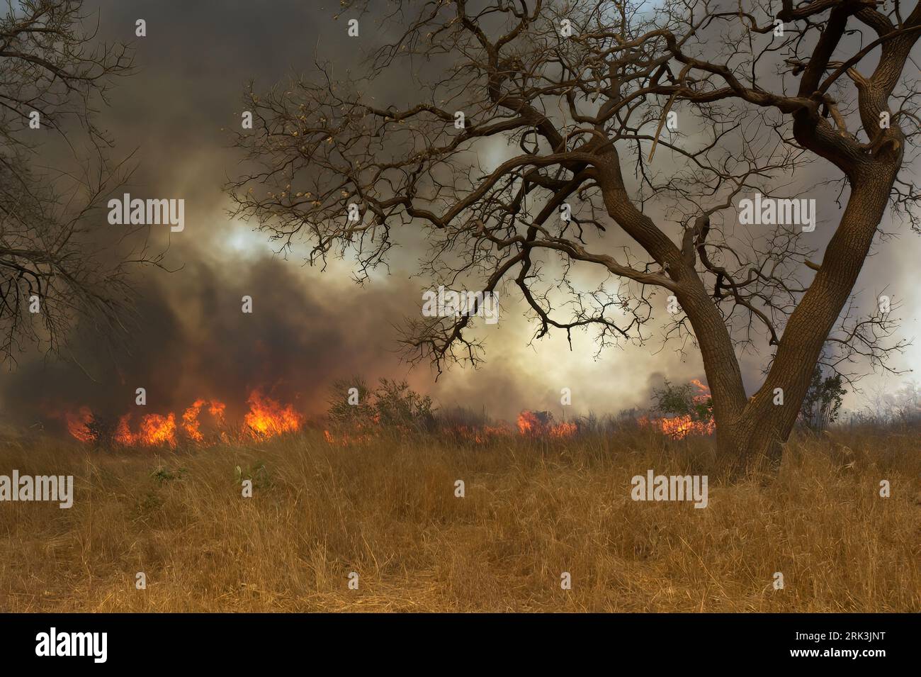 Savanna bush fire in Gambia, Africa. Fires are mostly caused by ...