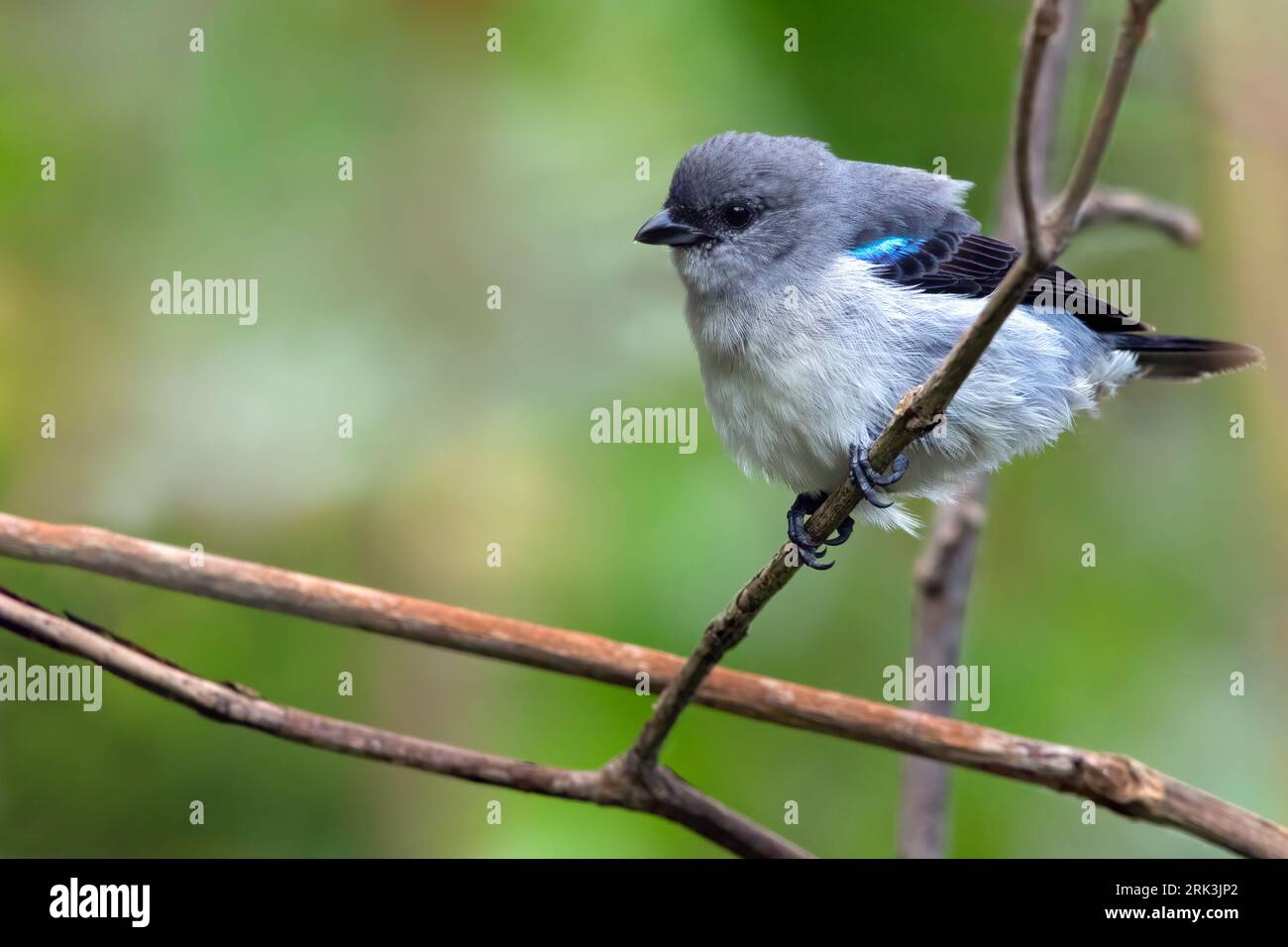 Plain colored hi-res stock photography and images - Alamy