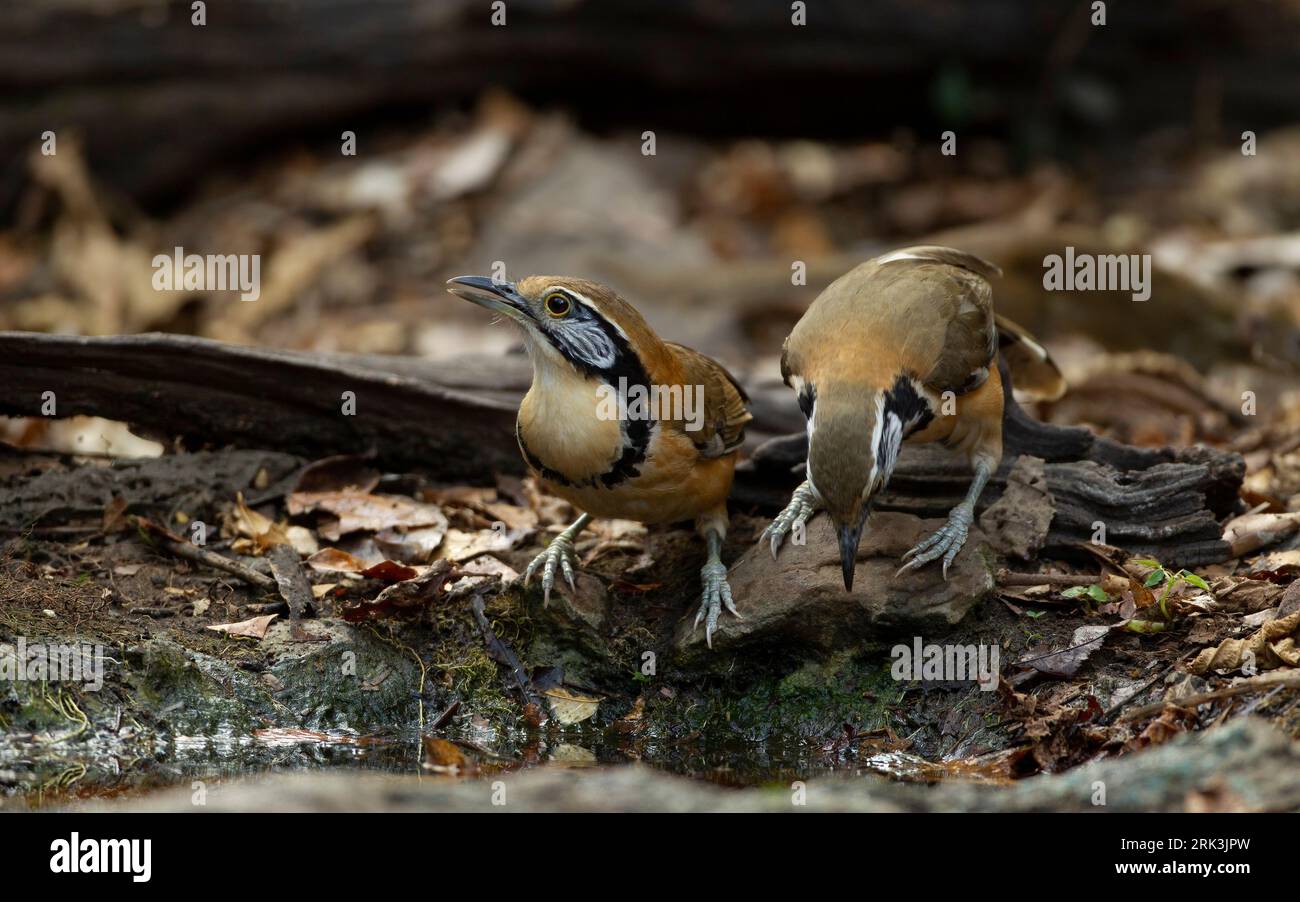 Greater Necklaced Laughingthrush (Pterorhinus pectoralis) at Kaeng ...