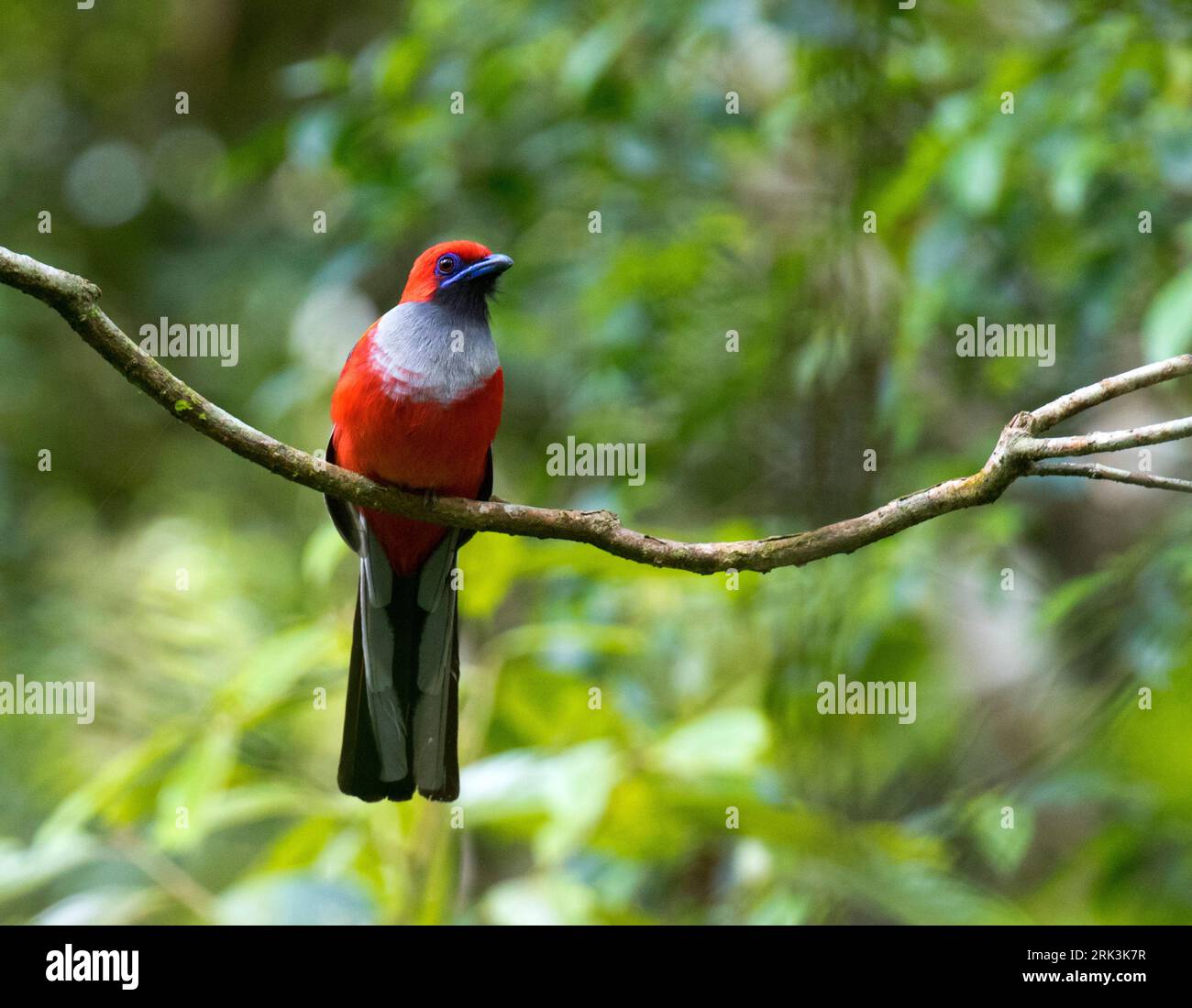 Whitehead's trogon hi-res stock photography and images - Alamy