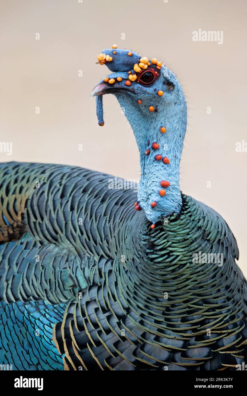 Stunning Ocellated Turkey (Meleagris ocellata) walking on the ground in ...