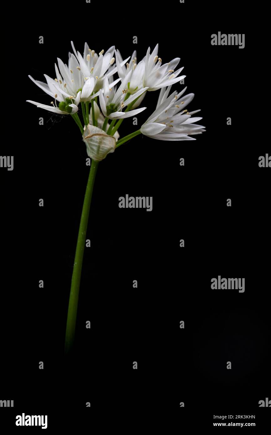 Dutch garlic bulb hi-res stock photography and images - Alamy