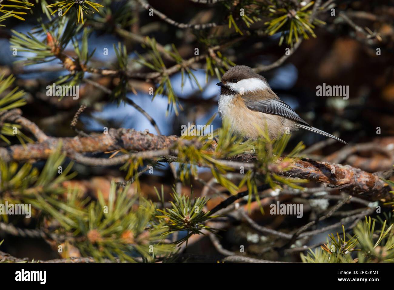 Siberian Tit - Lapplandmeise - Poecile cinctus lapponicus, Finland ...