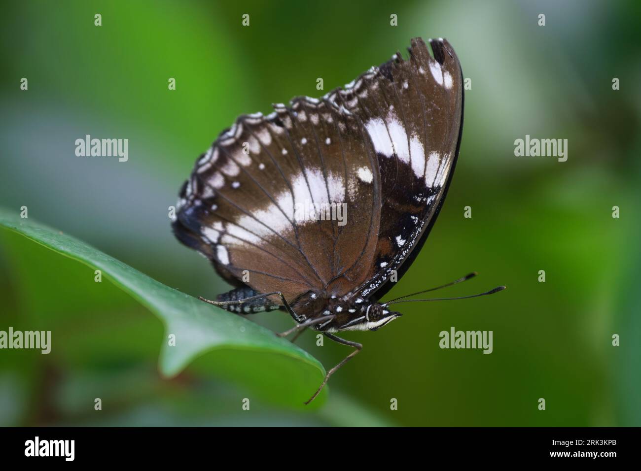 Blue moon butterfly hi-res stock photography and images - Alamy