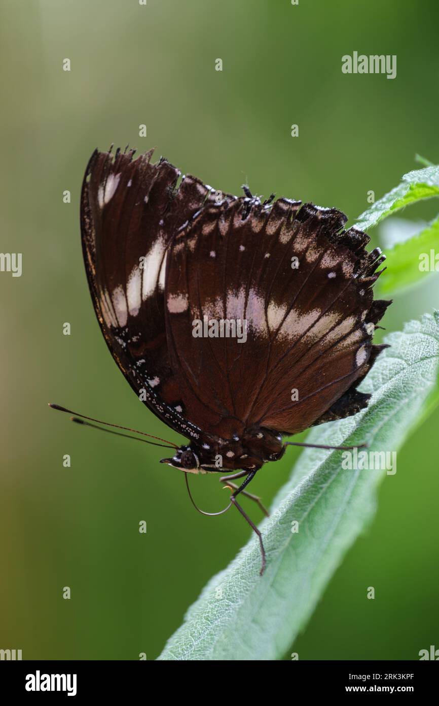 Blue moon butterfly hi-res stock photography and images - Alamy