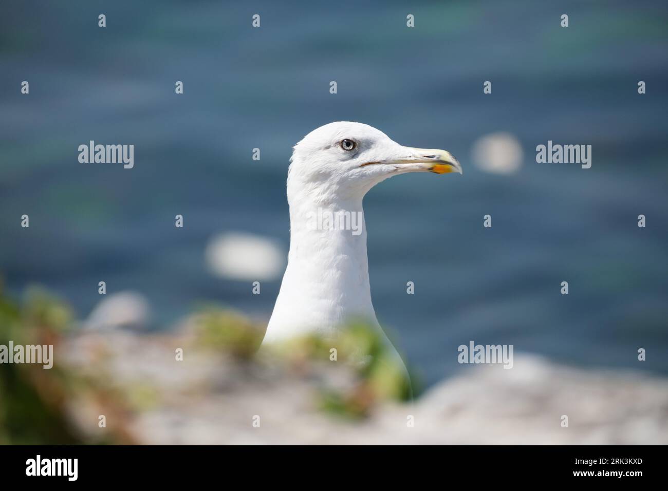 A seagull poses handsomely for the camera Stock Photo - Alamy
