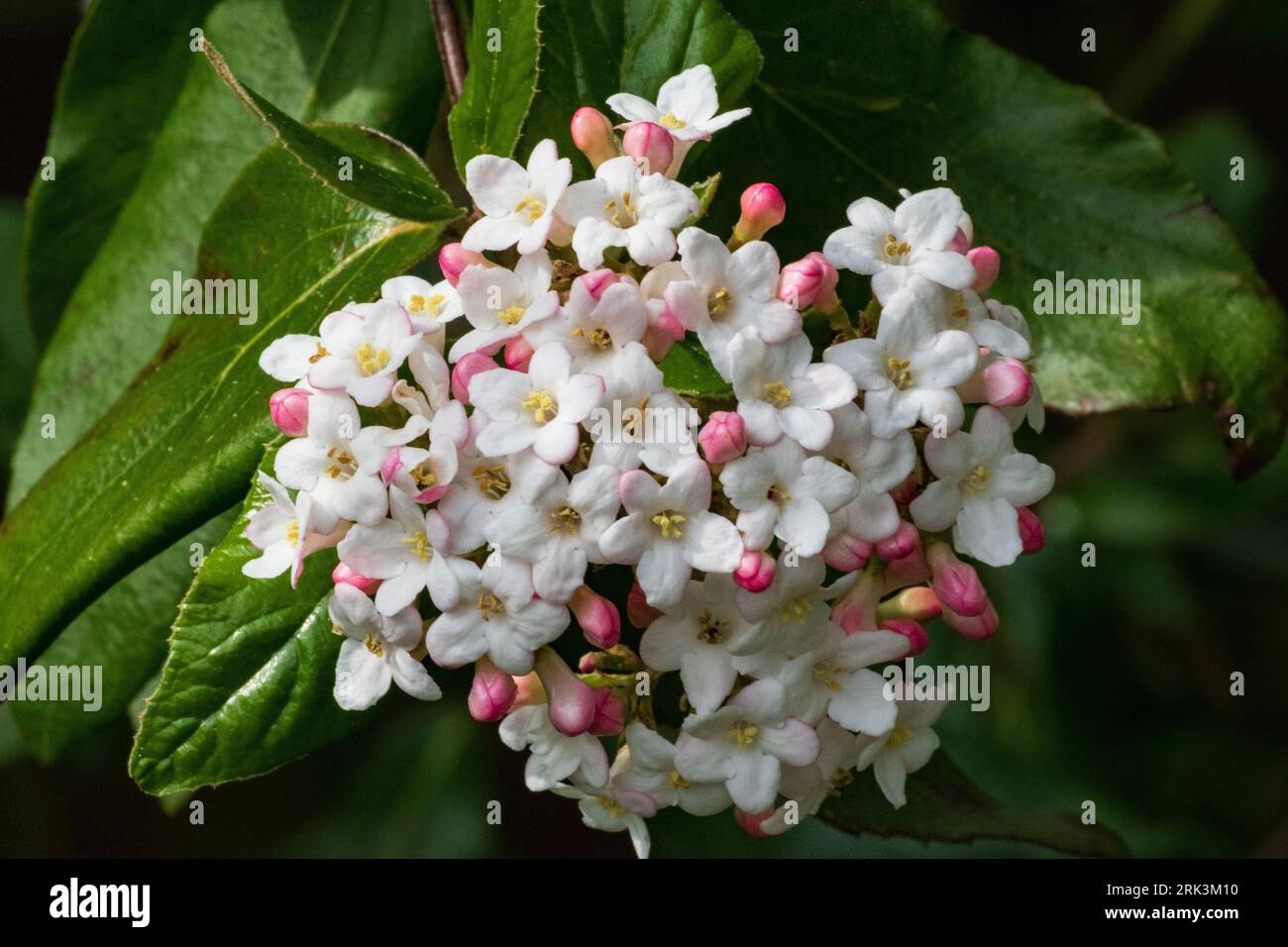 Viburnum tinus 'Eve Price' aka (laurustinus 'Eve Price'), flower Stock ...