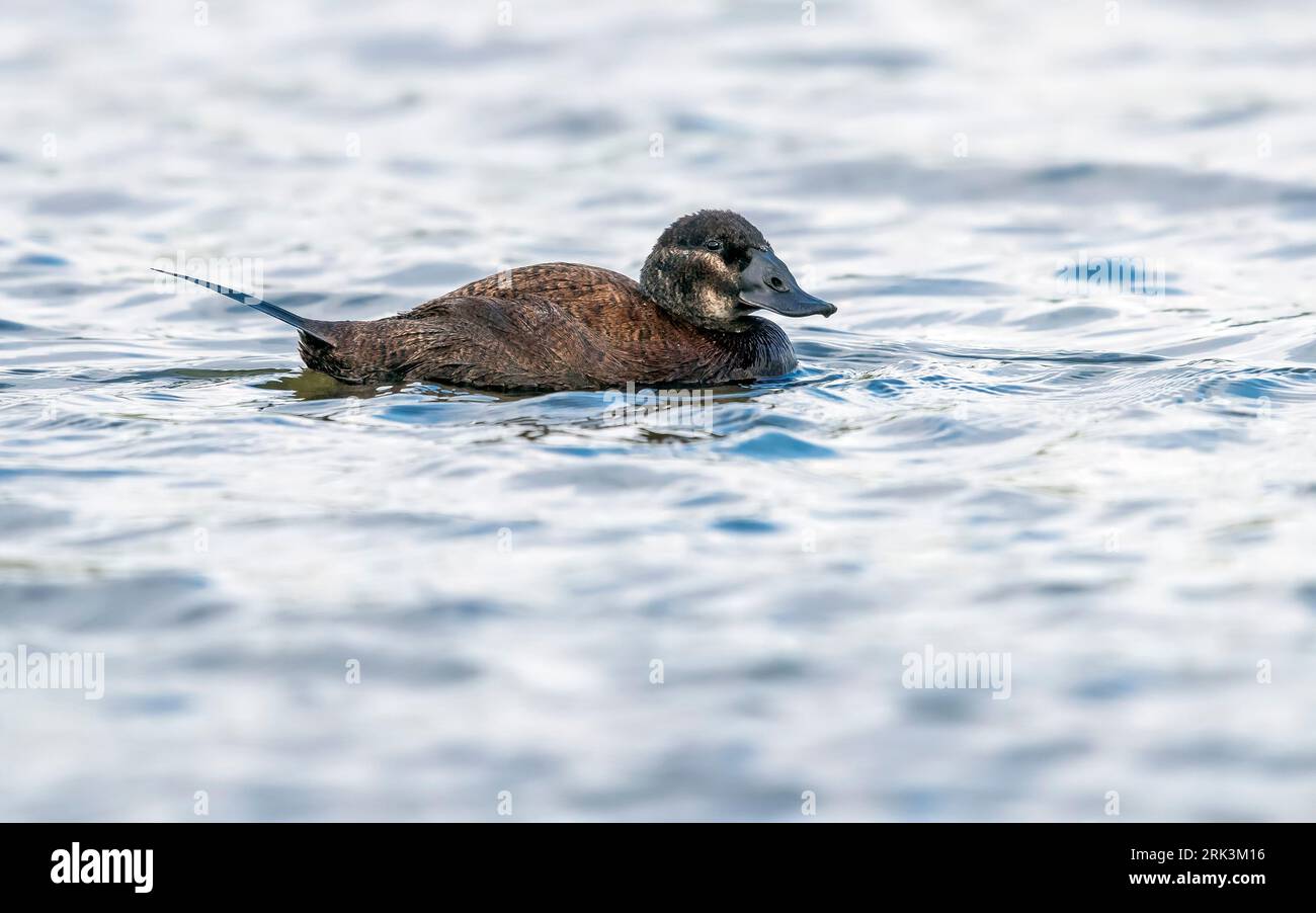 Female White-headed Duck (Oxyura leucocephala) swimming in Laguna de ...