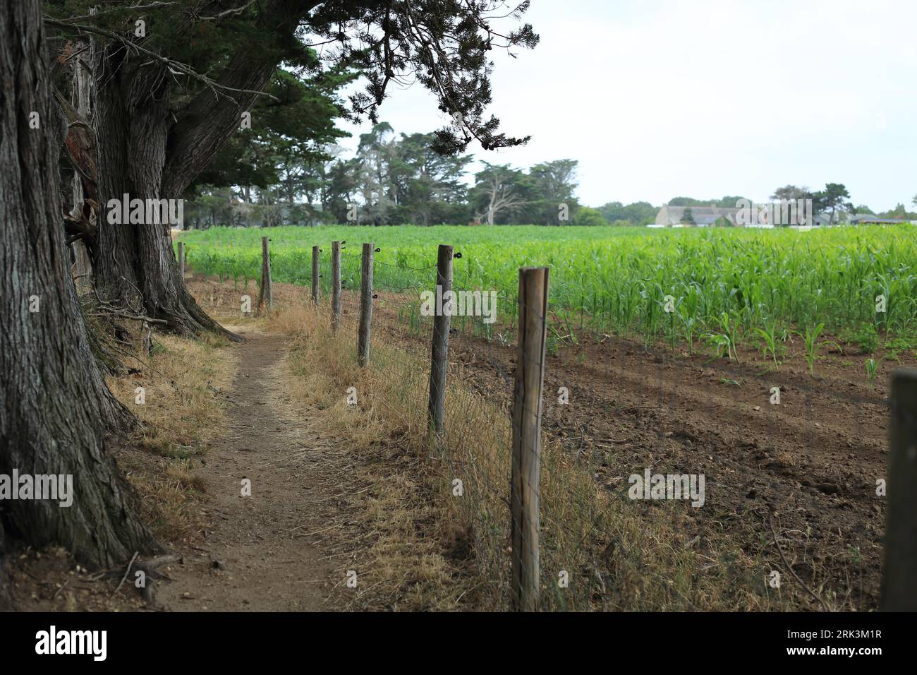 Coastal footpath beside maize field at Bernon, Brillac, Sarzeau ...