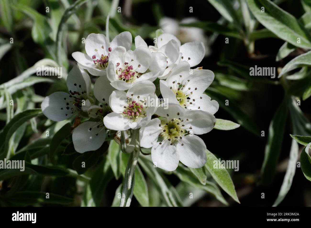 Pendulous Willow-leaved Pear aka Weeping Silver Pear (Pyrus salicifolia ...