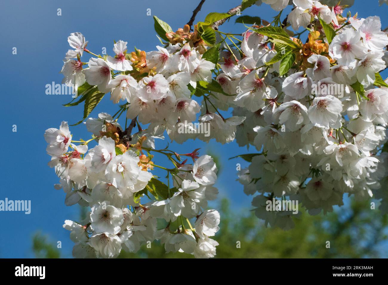 Cherry 'Shirotae' (Prunus 'Shirotae') flowers Stock Photo - Alamy