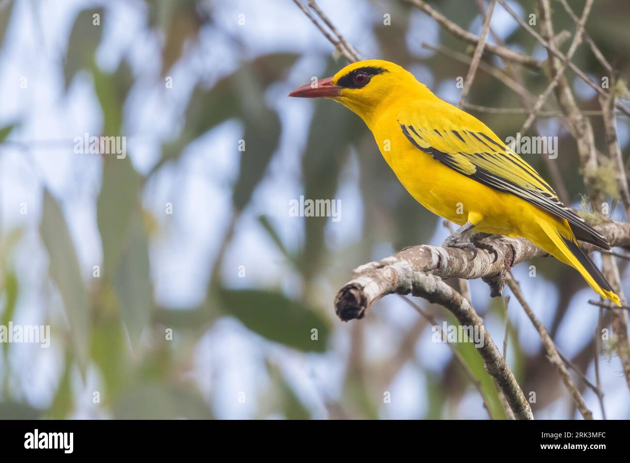 African golden oriole (Oriolus auratus) perched in a tree in Tanzania ...