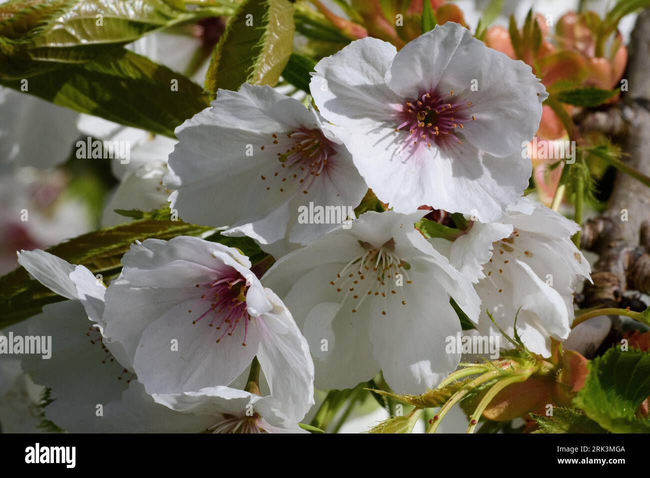 Prunus serrulata shirotae hi-res stock photography and images - Alamy