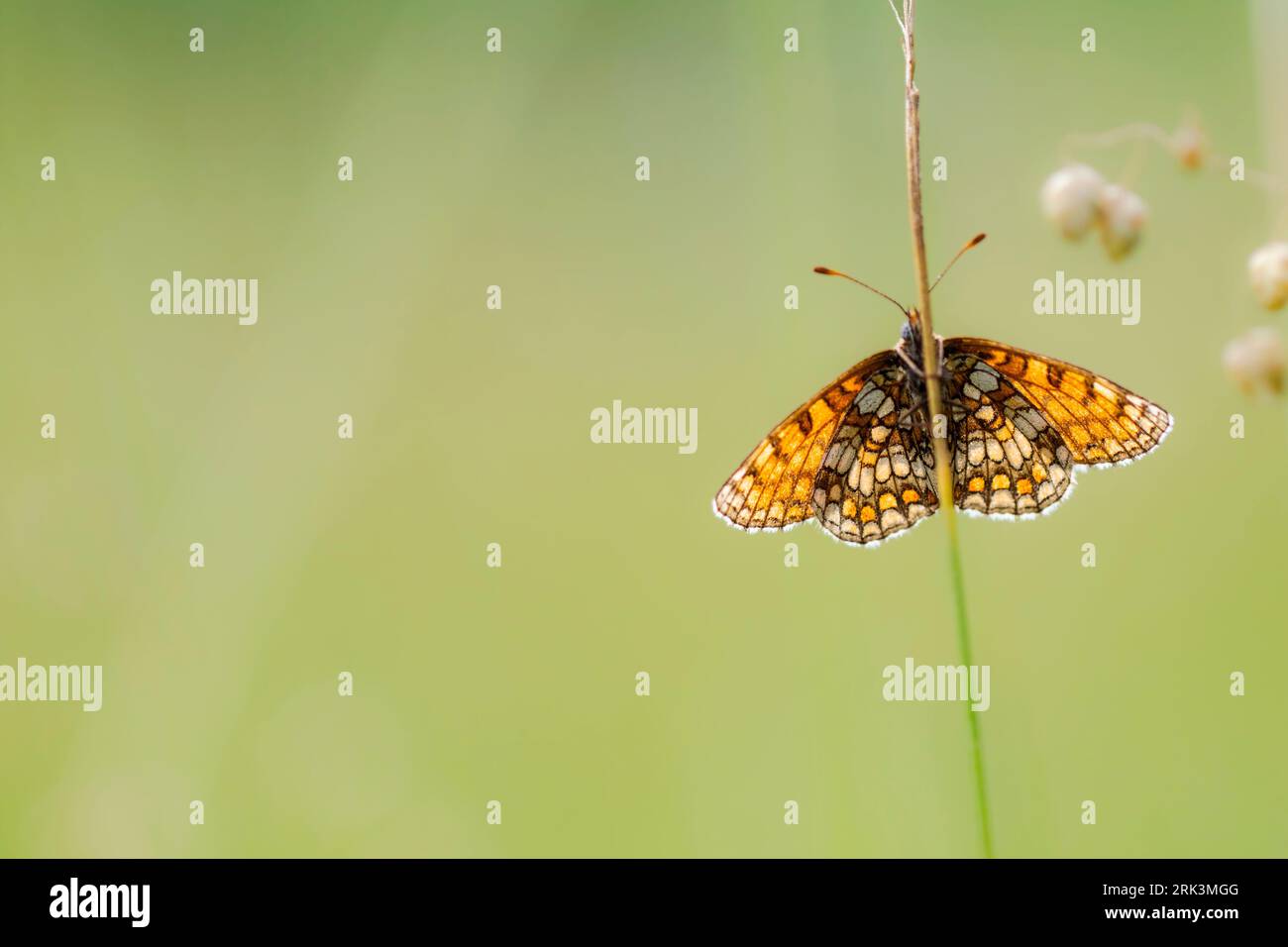 Nickerl's Fritillary, Melitaea aurelia Stock Photo - Alamy