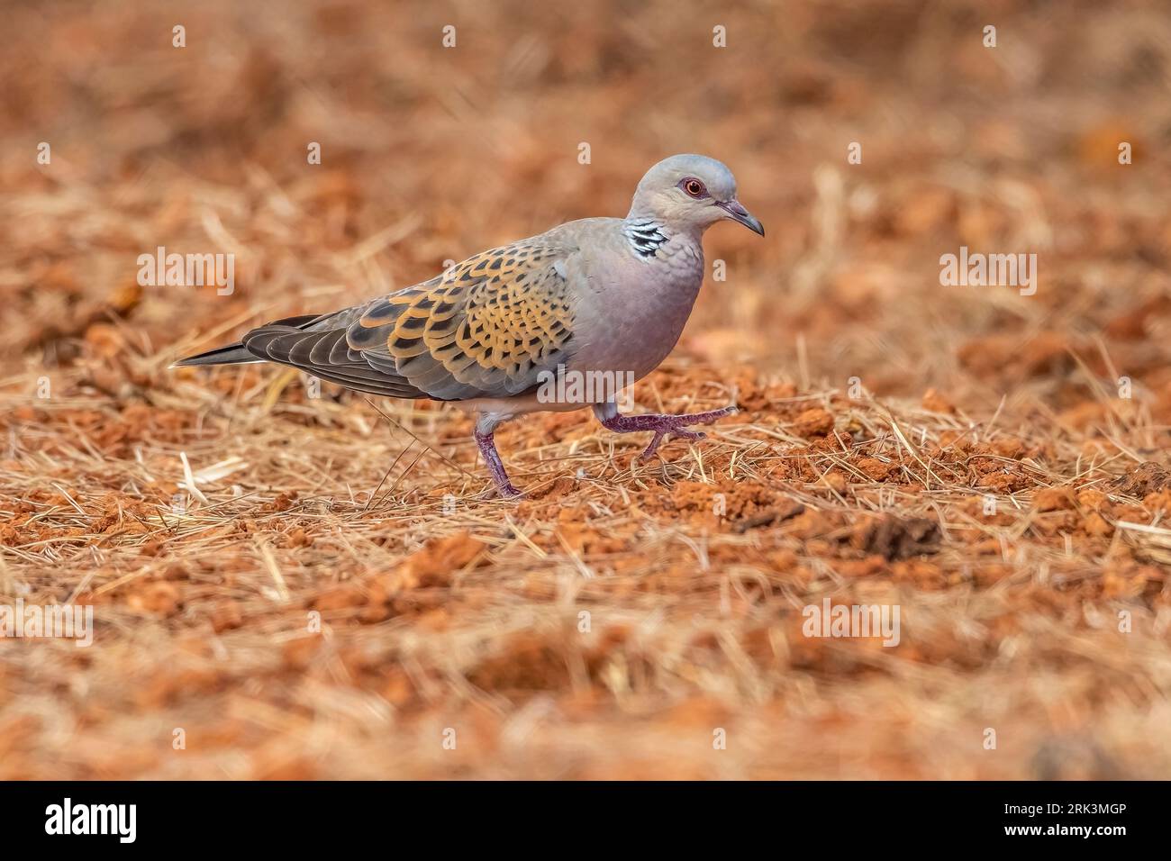 Adult Persian Turtle-Dove (Streptopelia turtur arenicola) on the ground ...