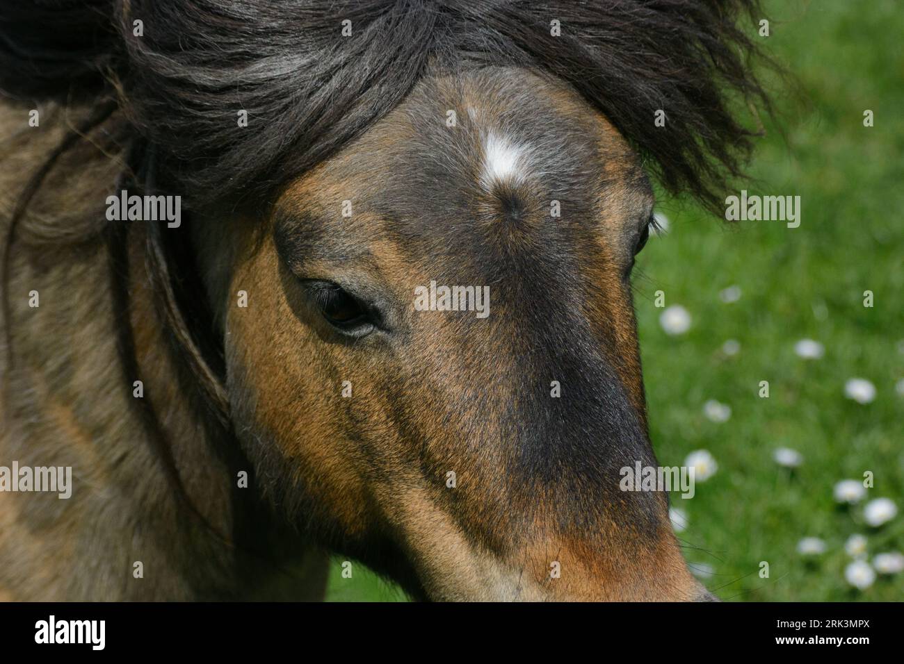 Cream pony hi-res stock photography and images - Alamy