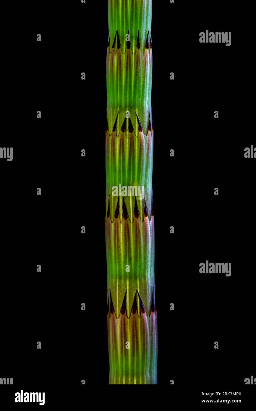 Water horsetail, Equisetum fluviatile Stock Photo - Alamy