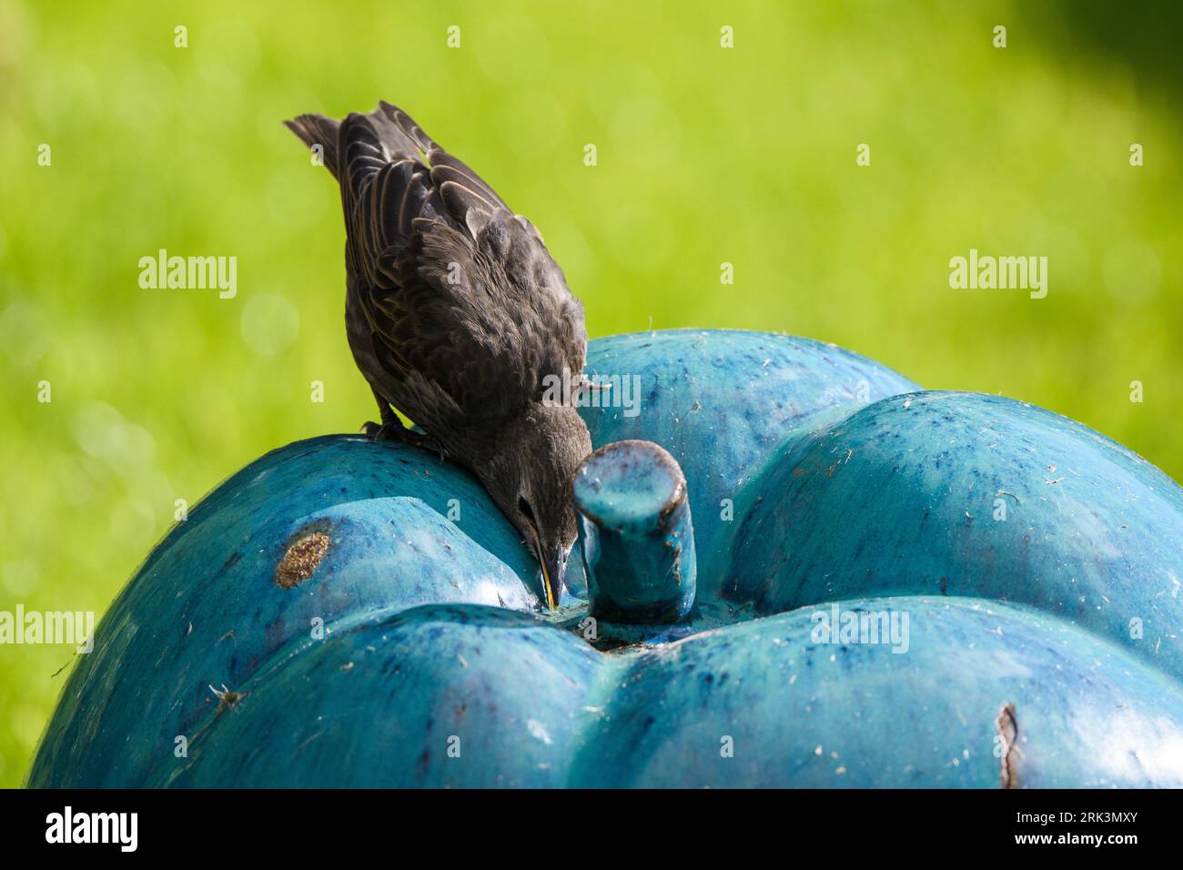 Starling (Sturnus vulgaris), fledgling, young, summer, drinking Stock ...