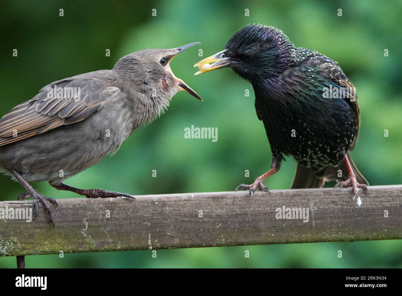 Adult Starling (Sturnus vulgaris) feeding fledgling Stock Photo - Alamy