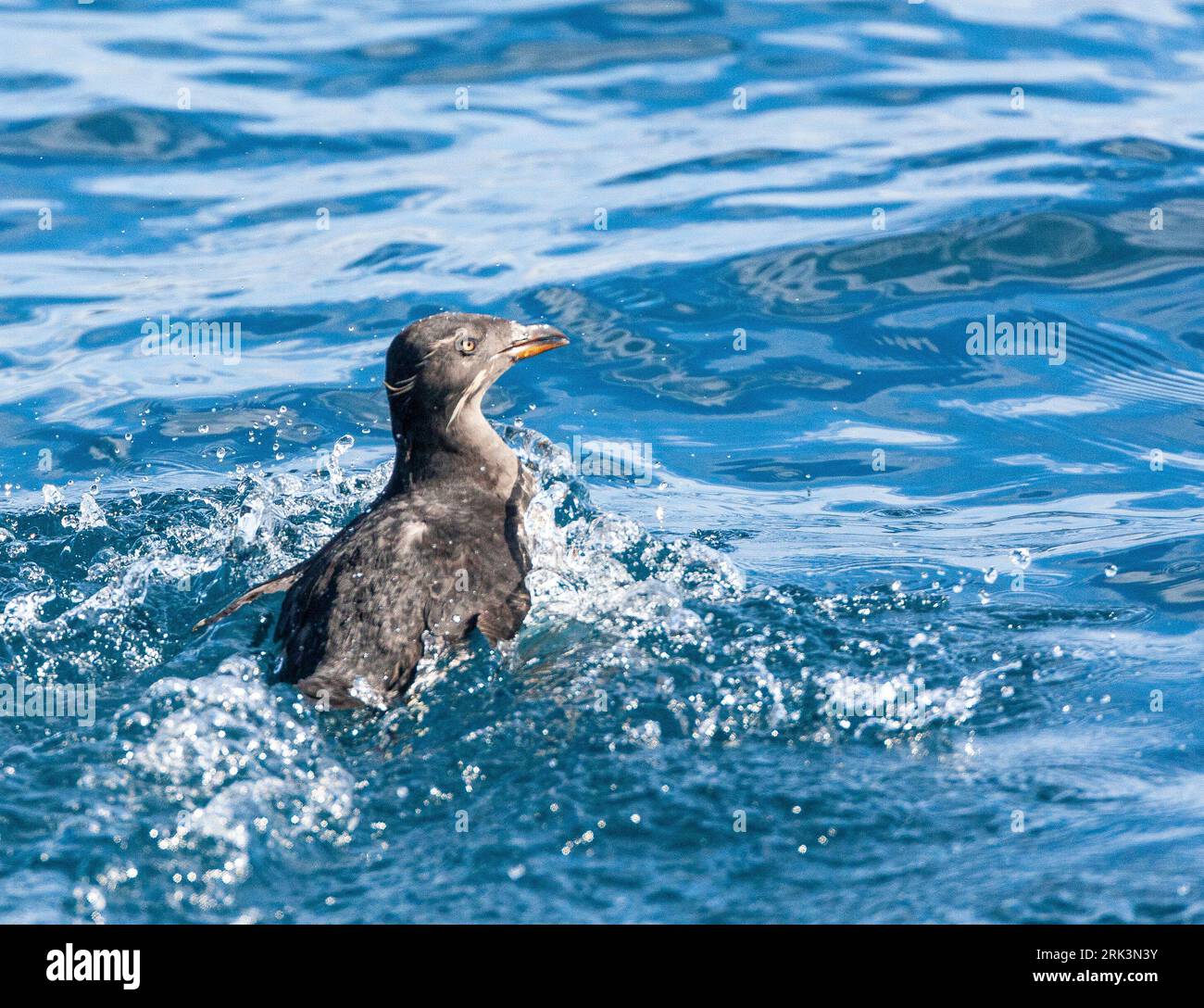 Rhinoceros Auklet (Cerorhinca monocerata) swimming in the pacific ocean ...