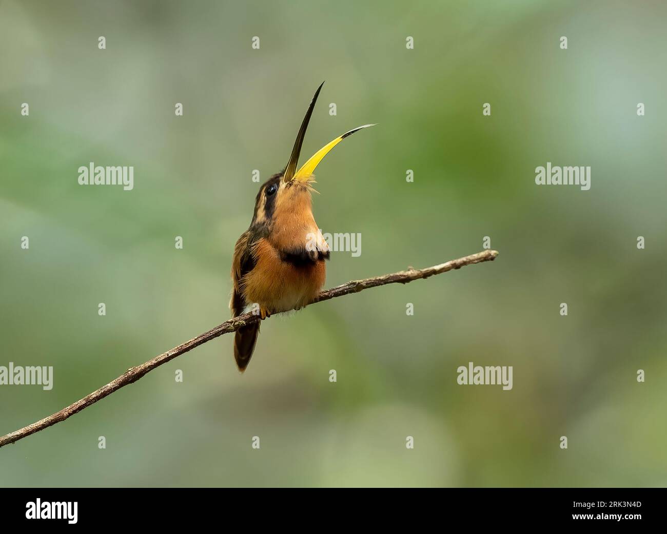 Amazonian forests hi-res stock photography and images - Alamy
