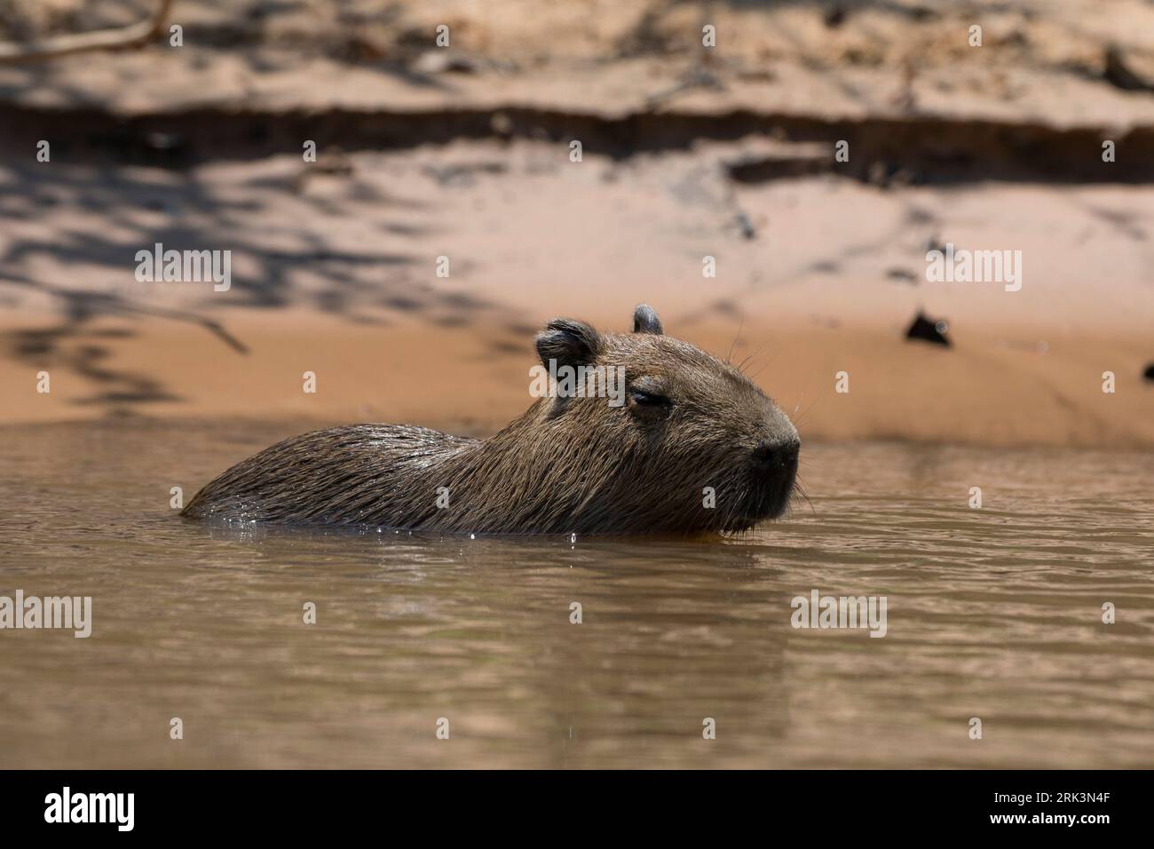 Wet capybara hi-res stock photography and images - Alamy
