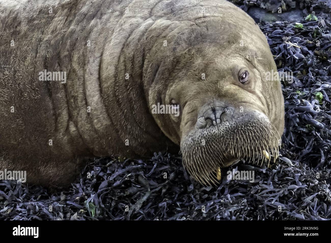 Young female WAtlantic Walrus (Odobenus rosmarus rosmarus) lingered in ...