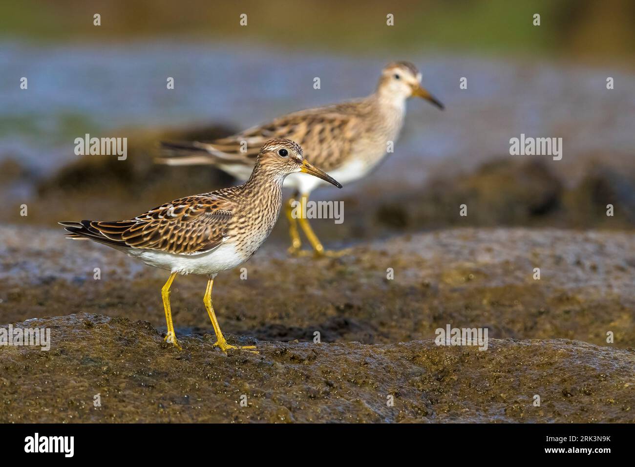 Pectoral sandpiper europe hi-res stock photography and images - Alamy