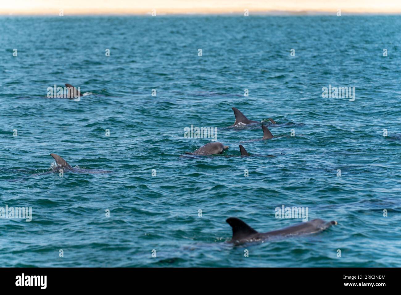 Wild dolphins in Koombana Bay Stock Photo - Alamy