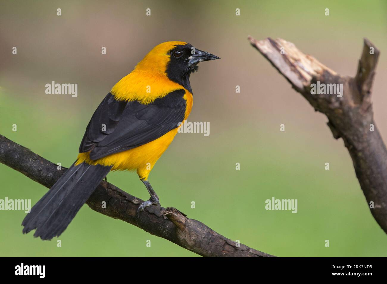 Yellow-backed Oriole (Icterus chrysater giraudii) at ProAves Tangaras ...