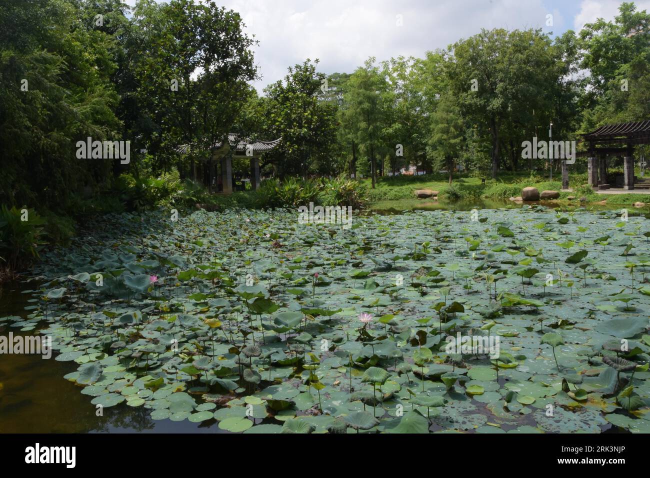 Blooming lotus flowers at a park in Qingxi Town, Dongguan City, south ...