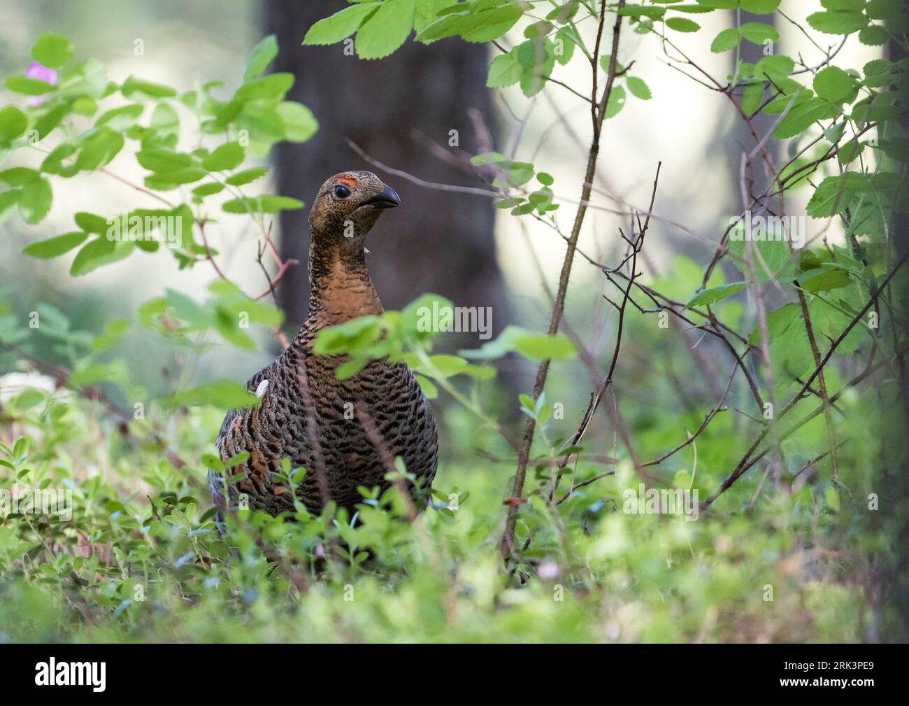 Adult female Black Grouse (Lyrurus tetrix subspecies tetrix) in taiga ...