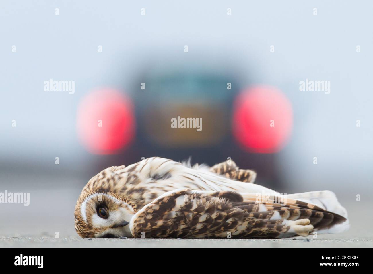 Short-eared Owl, Asio flameous roadkill dead lying on the road hit by a ...