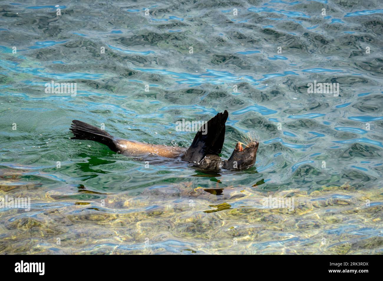 Wild long-nosed fur seals chilling in the water Stock Photo - Alamy